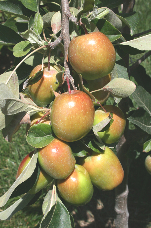 Orange Sweet Apple tree | Doces, Doce vida
